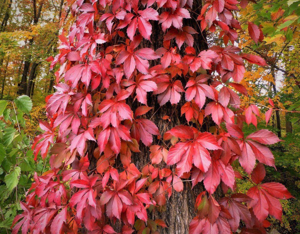 Virginia Creeper – The Classic Landscape Company | Garden Centre | 3D ...